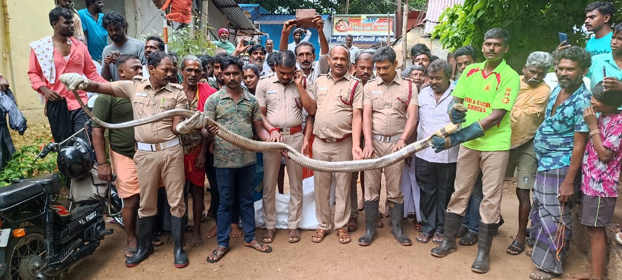 குற்றாலத்தில் 15 அடி நீள ராஜ நாகம் – Seithi Saral